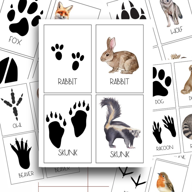 Forest Animal & Animal Tracks Unit Study | Educational | Homeschool ...