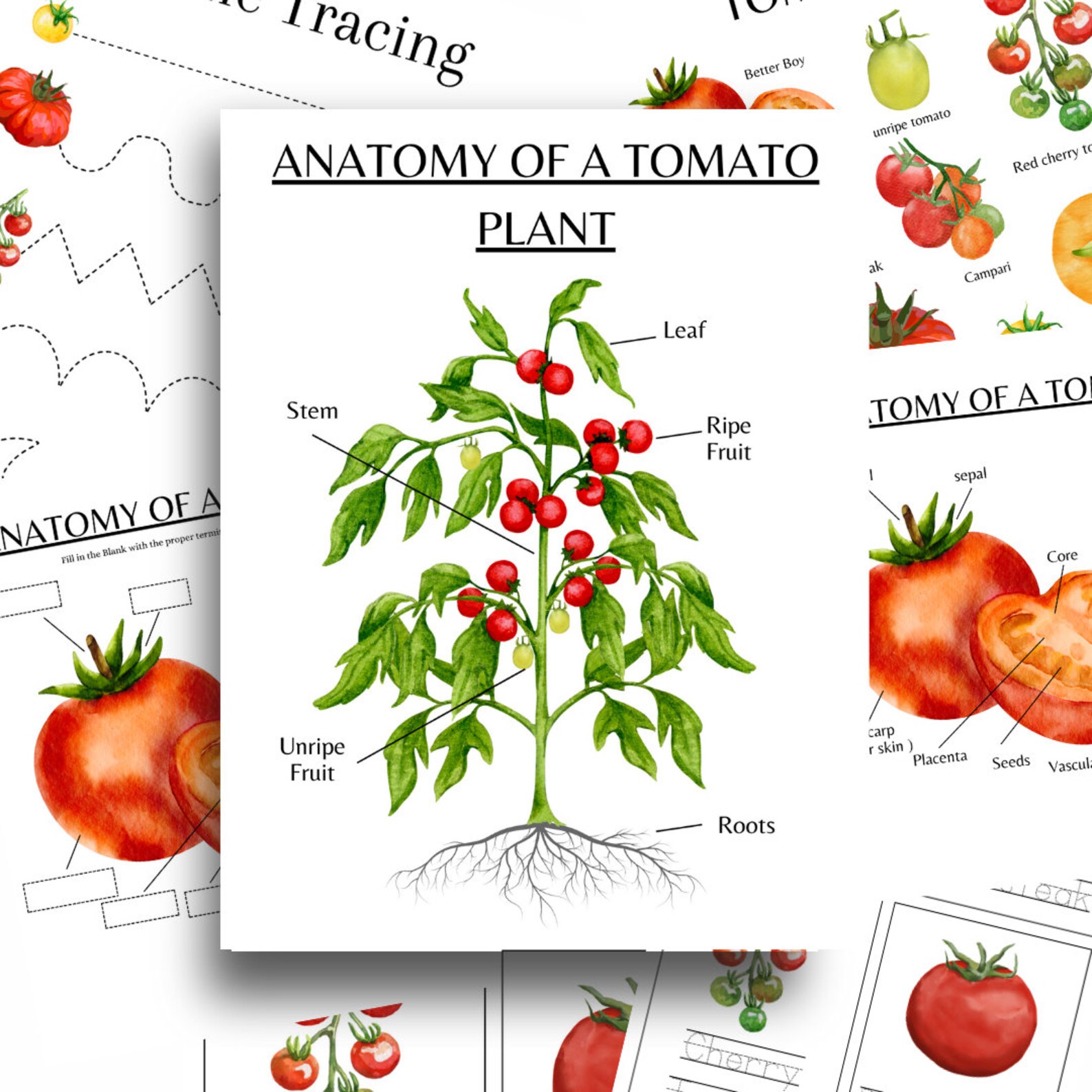 TOMATO Unit Study | Life Cycle | Anatomy | Nature Study | Science ...