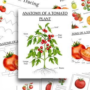 TOMATO Unit Study | Life Cycle | Anatomy | Nature Study | Science ...
