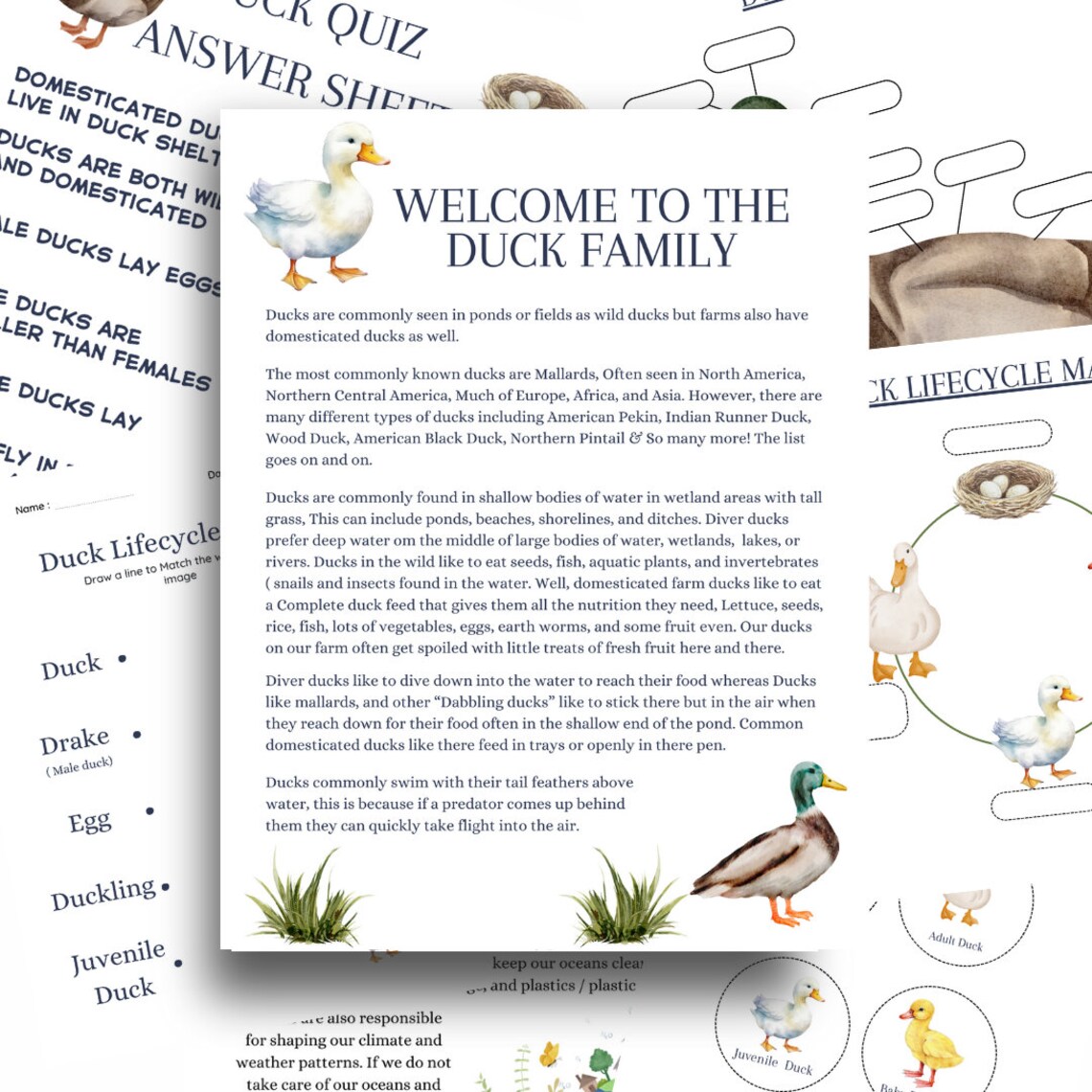 DUCK Unit Study| Life Cycle| Anatomy| Nature Study | Science ...