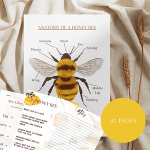 Honey Bees Unit Study | Life Cycle | Bees | Anatomy | Nature Study ...