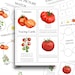 TOMATO Unit Study | Life Cycle | Anatomy | Nature Study | Science ...