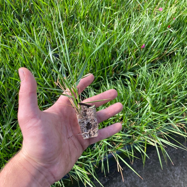 Ornamental Grass Plants - Etsy