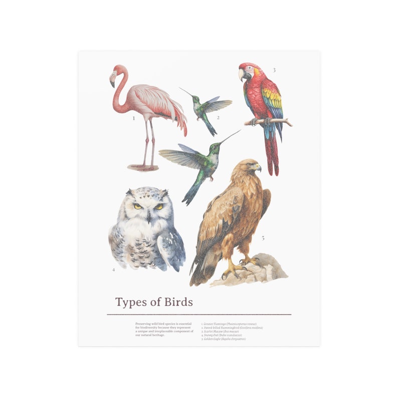 Types of Birds Poster With Different Types of Birds Satin Poster 210gsm ...