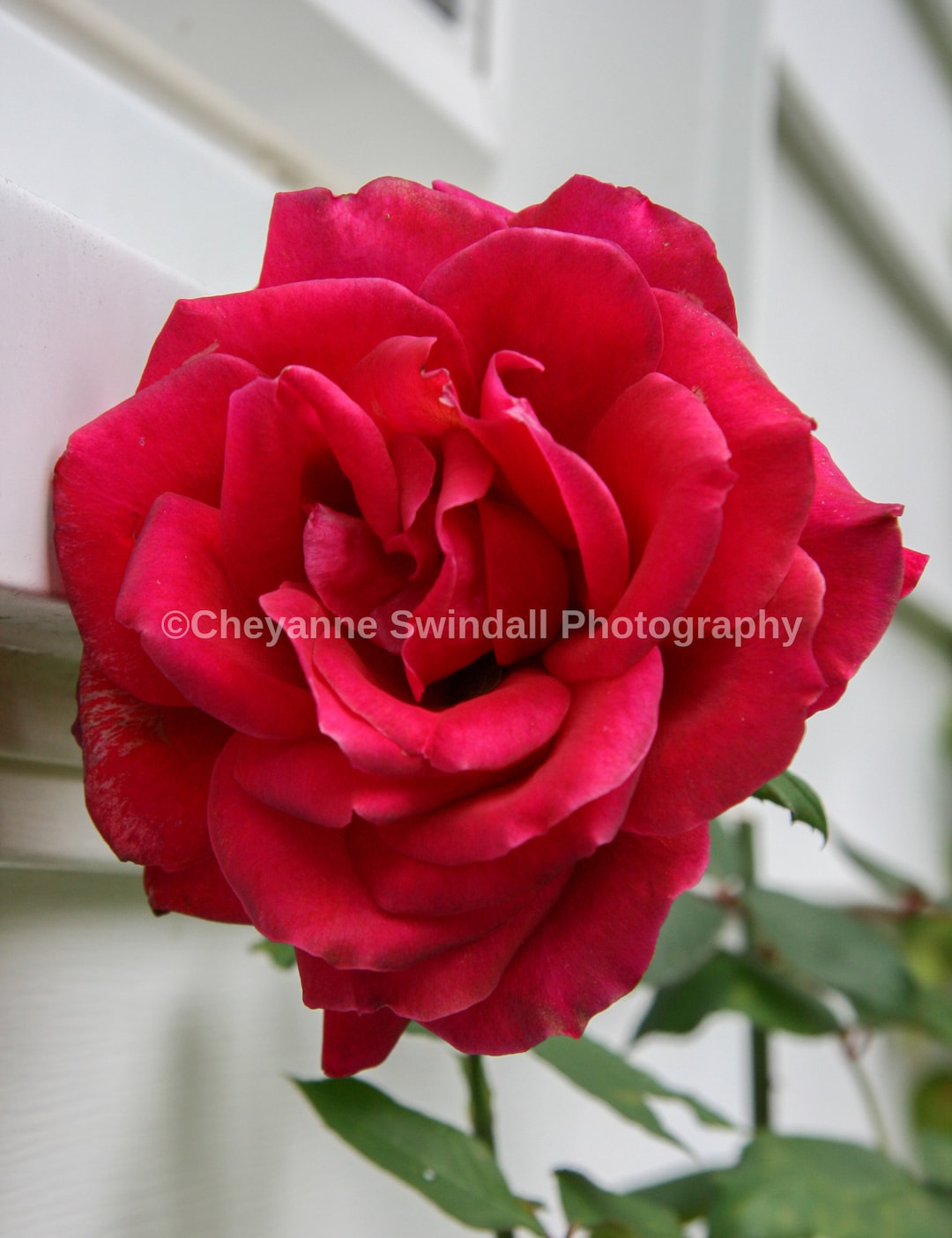 Red Rose Digital Download - Etsy
