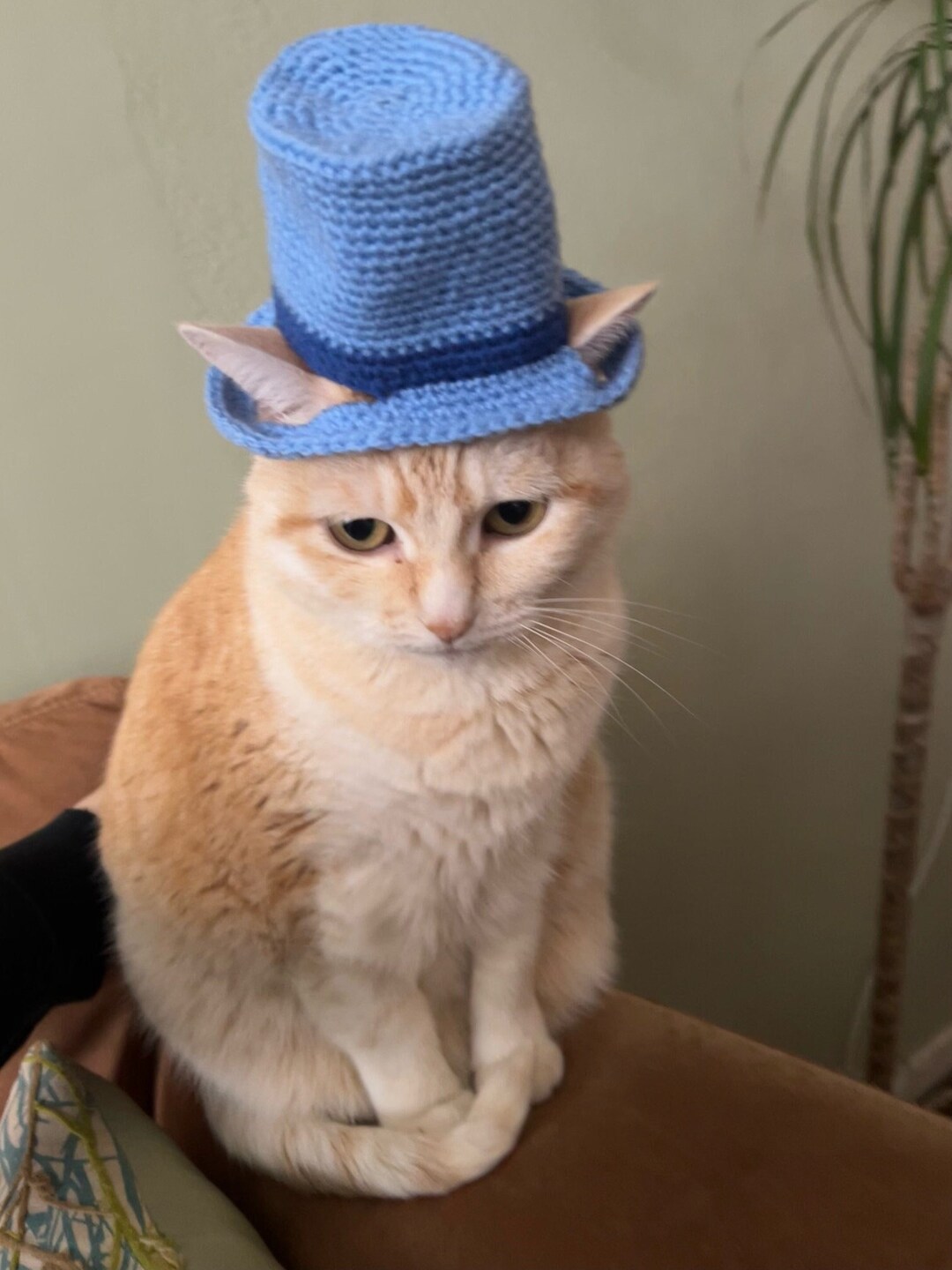 Crochet Cat Top Hat Pattern: Pet Costume With Ear Holes (PDF Pattern - Etsy