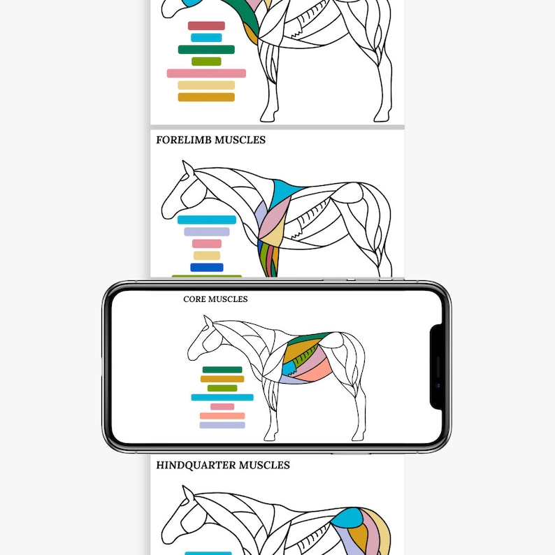 Equine Muscle Anatomy Charts - Etsy