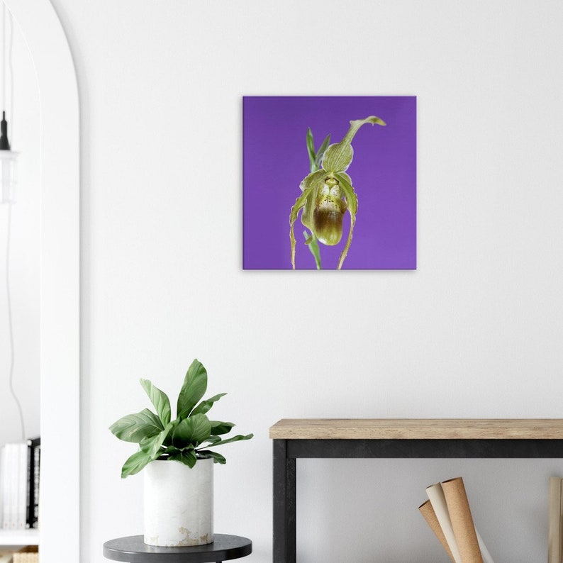 Blooming Slipper Orchid on Canvas- Phragmipedium Leslie Garay on Purple ...