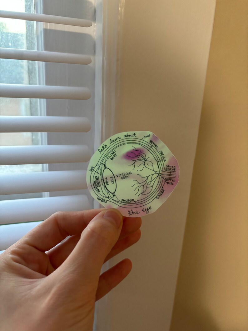 Optometry Opthamalogy Anatomy of the Eye Drawing With Labels Sticker - Etsy