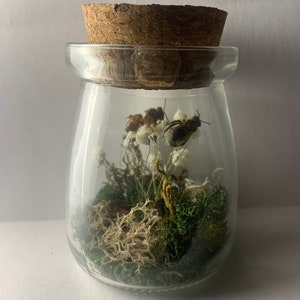 Small Taxidermy Honey Bee Jar Mini Terrarium - Etsy
