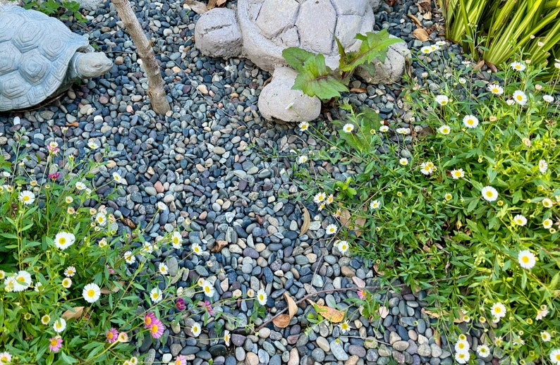 Natural Hand Picked Mixed Mexican Beach Pebbles, 1/4"-1/2", Decorative ...