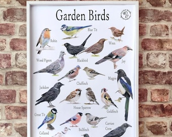 duck identification chart uk