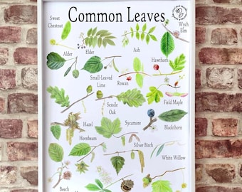 Tree Leaves Identification Poster British Species - Etsy UK