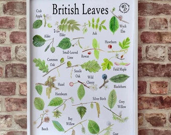 The Leaves of Native British Trees Print - Etsy UK