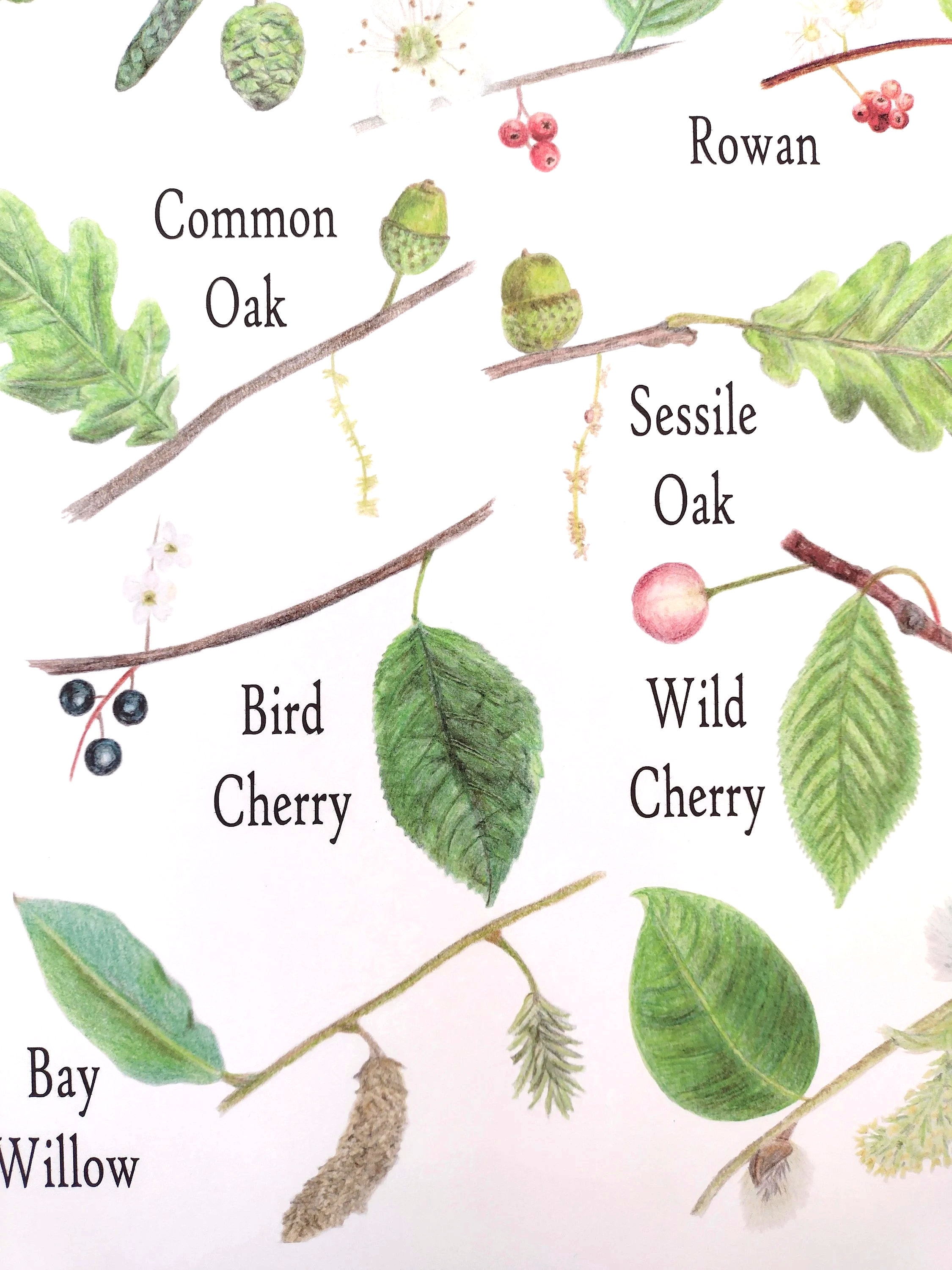 A2 Leaf Poster, Common Names, British Trees Identification Chart ...