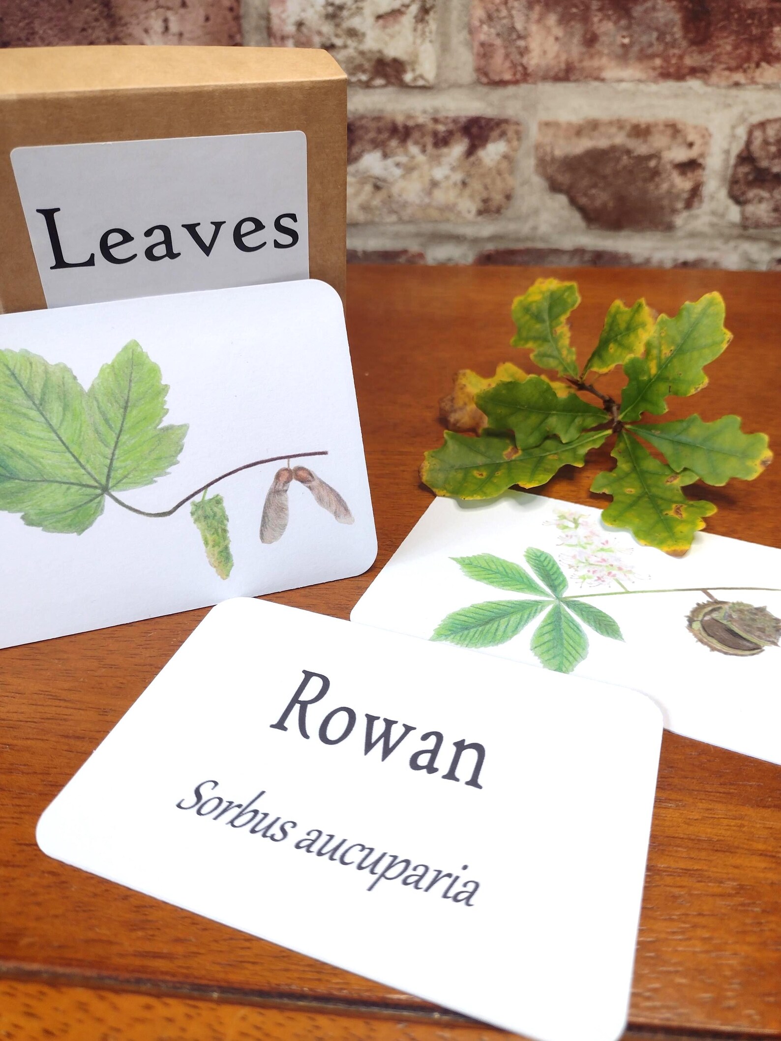 British Tree Identification Flashcards: Nature Education, Forest School ...