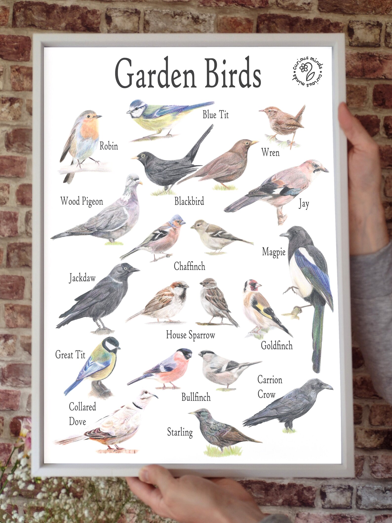 English and Welsh Garden Birds A2 Poster, Common Names, British Garden ...