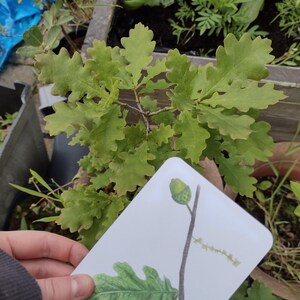 Irish Language Tree Flashcards: Leaf Identification, Forest School - Etsy