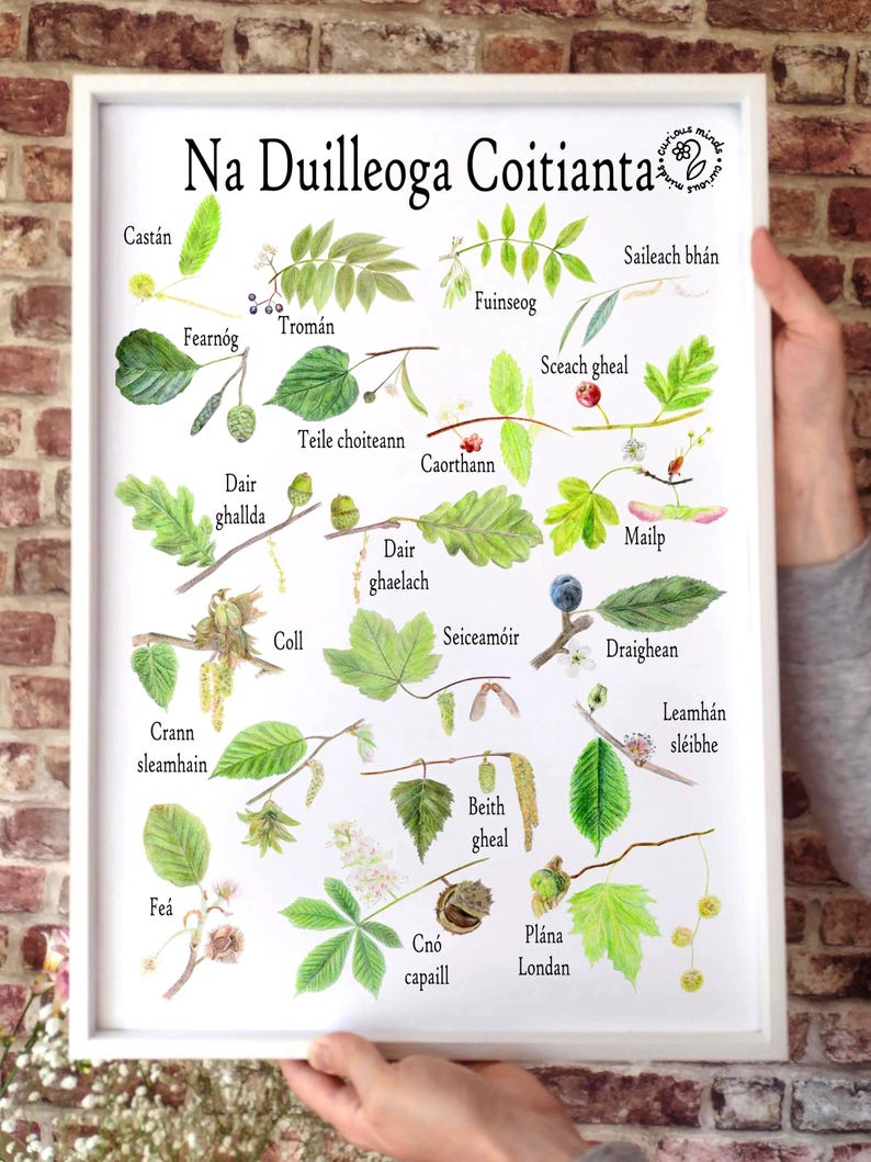 British Tree Leaf Identification Poster: Forest School Nature Resource ...