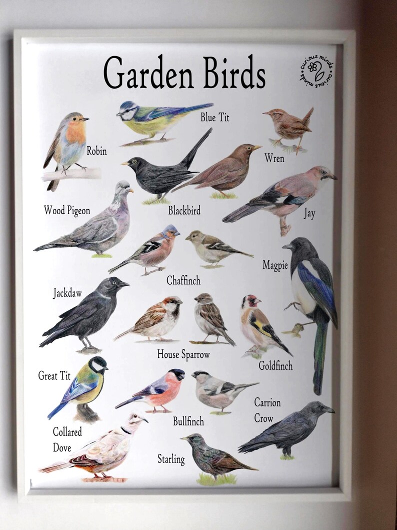 Garden Birds A2 Poster, Common Names, British Garden Birds ...