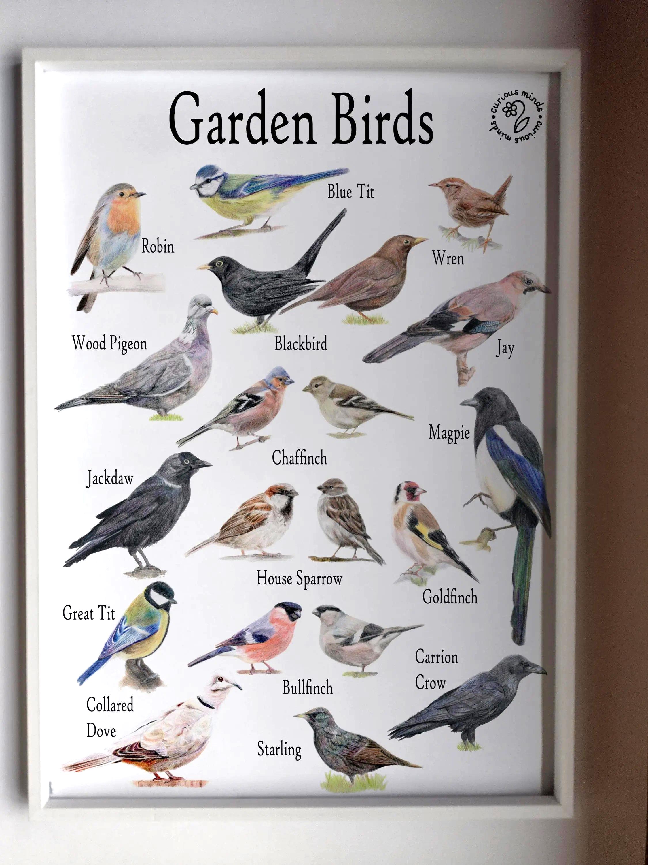 Garden Birds A2 Poster, Common Names, British Garden Birds ...