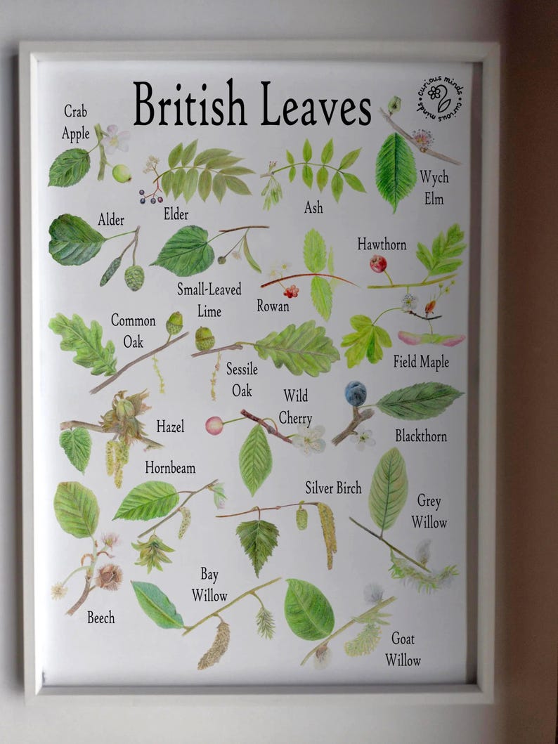 A2 Leaf Poster, Common Names, British Trees Identification Chart ...