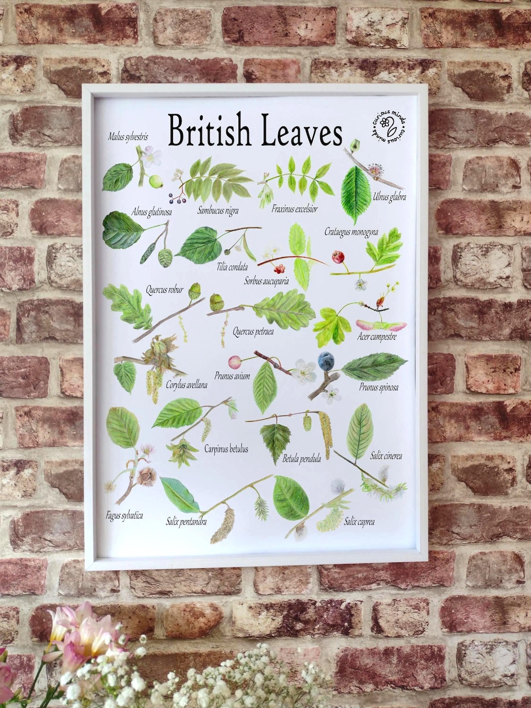 A2 Leaf Poster, Scientific Names, British Trees Identification Chart ...