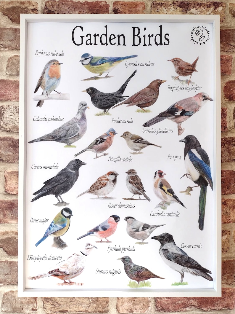 Irish and Scottish Garden Birds A2 Poster, Scientific Names, British ...