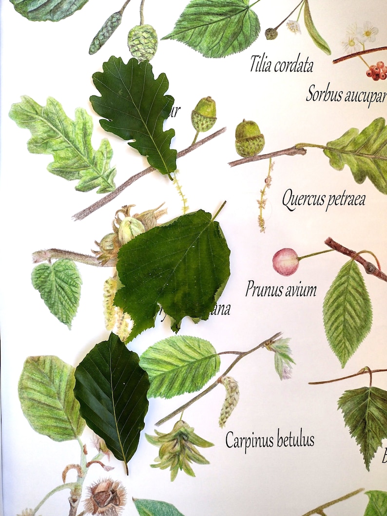 British Trees Leaf Identification Chart, Wildlife Print, Home Ed ...