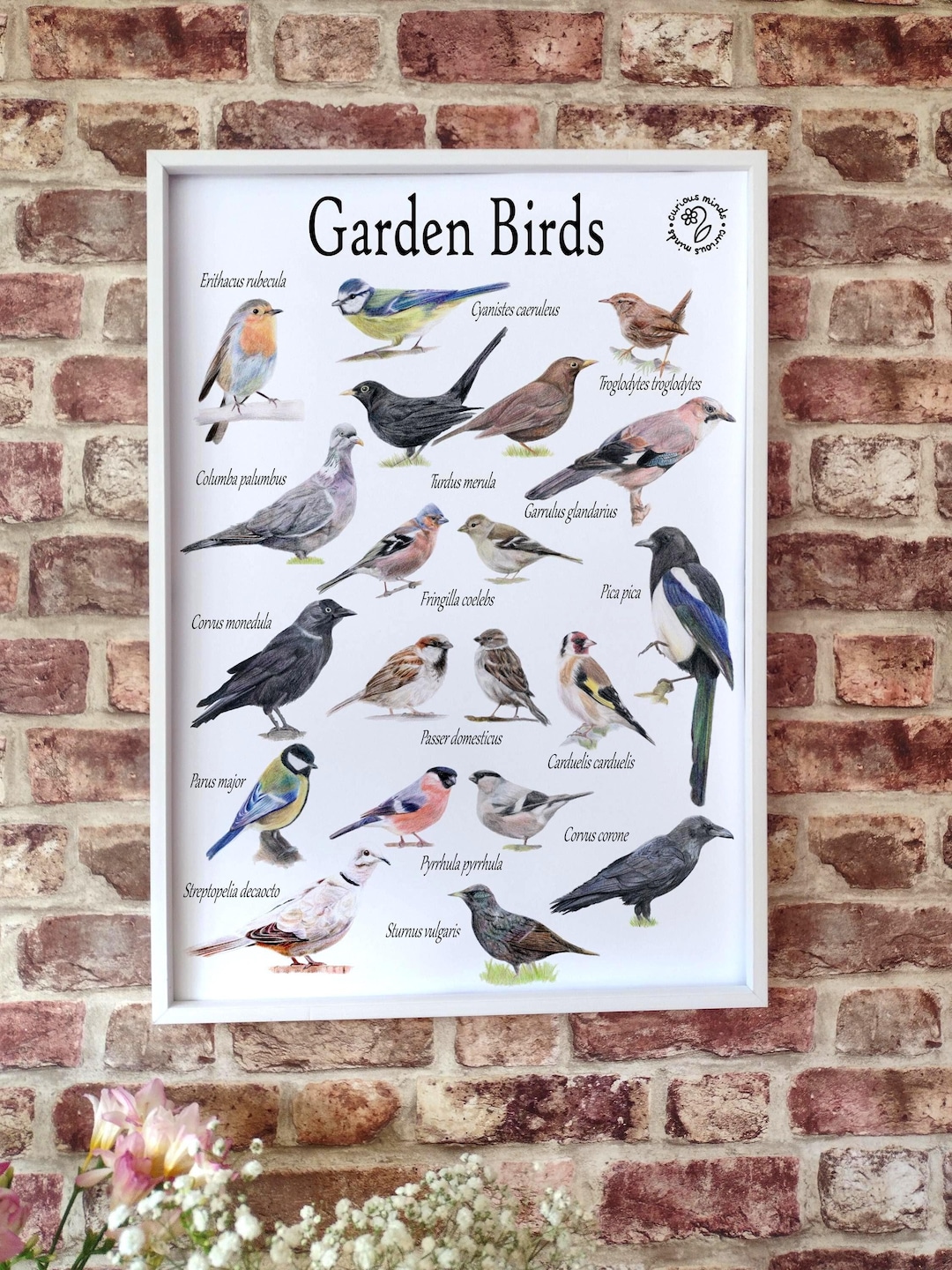 British Garden Birds Identification Chart: A2 Poster With Scientific ...
