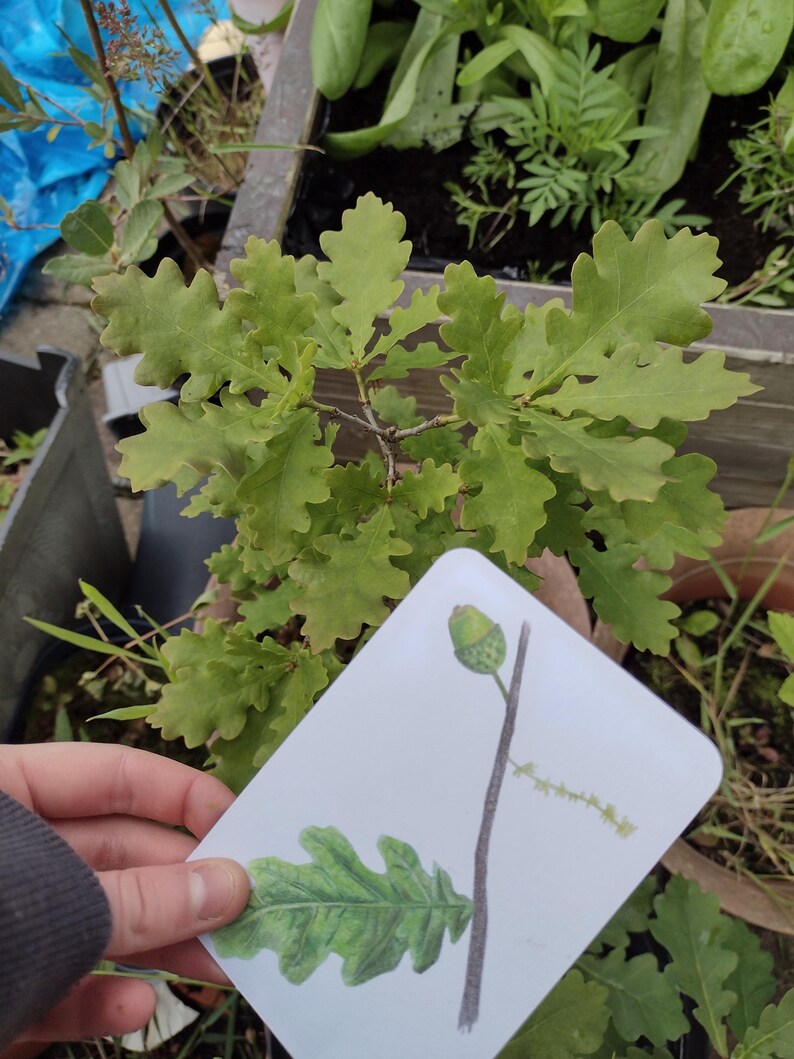 British Tree Identification Flashcards: Nature Education, Forest School ...