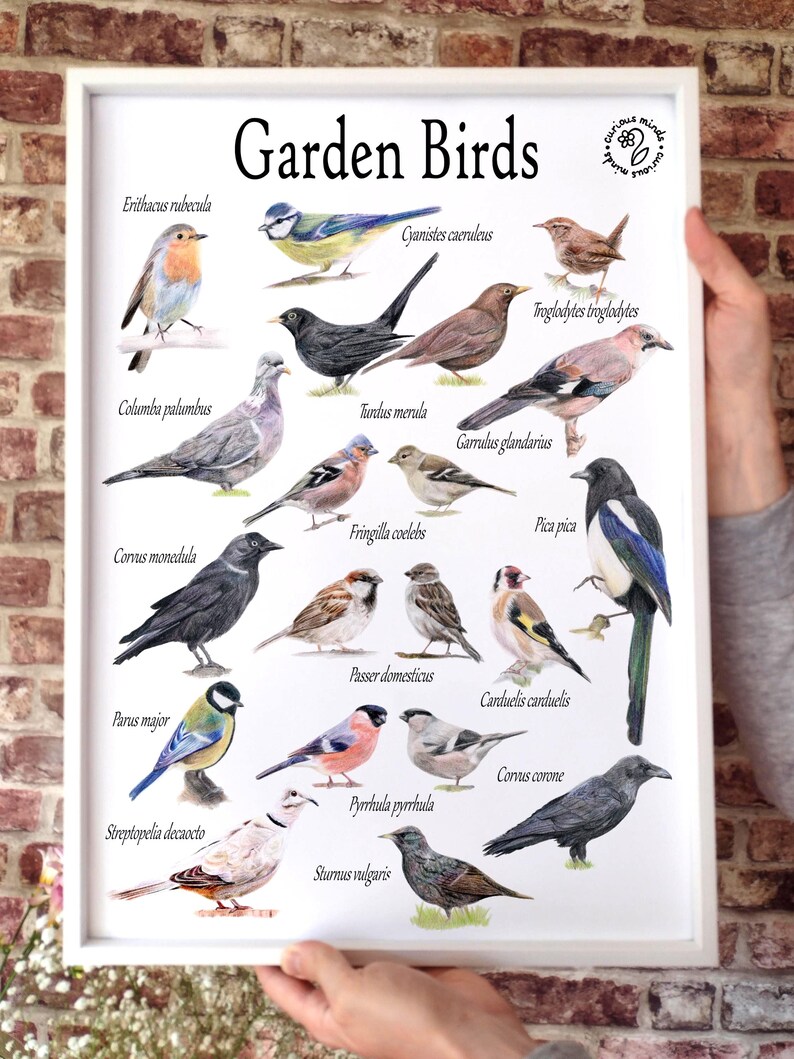 Garden Birds A2 Poster, Common Names, British Garden Birds ...