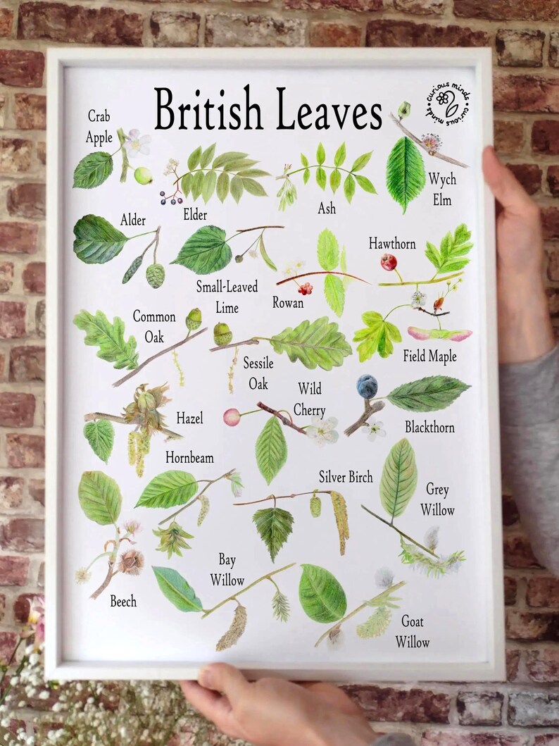 British Tree Leaf Identification Poster: Wildlife Print, Home Ed ...