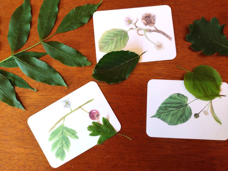 British Tree Identification Flashcards: Nature Education, Forest School ...