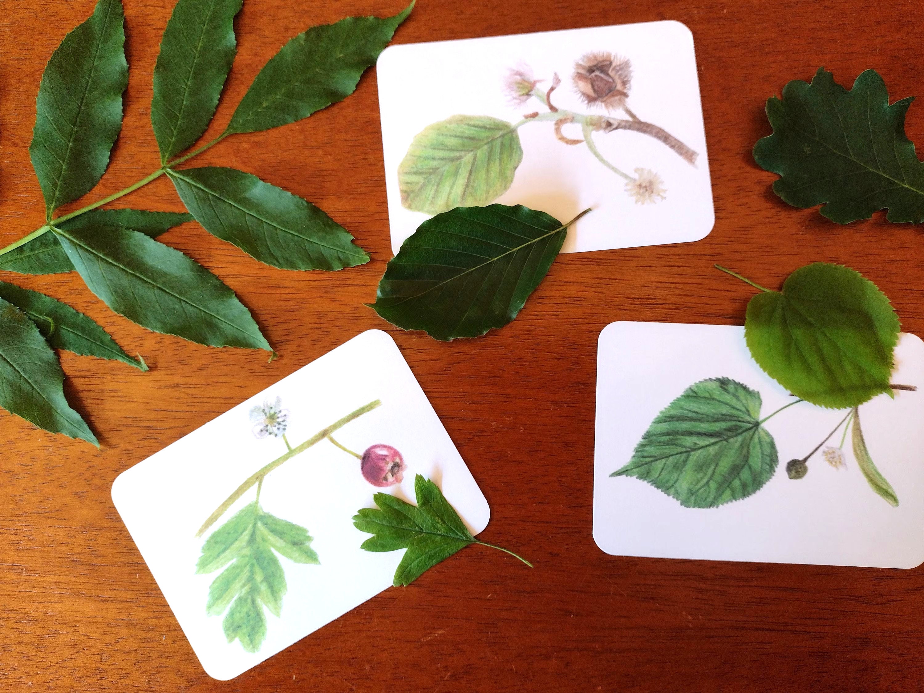 Irish Language Tree Flashcards: Leaf Identification, Forest School - Etsy