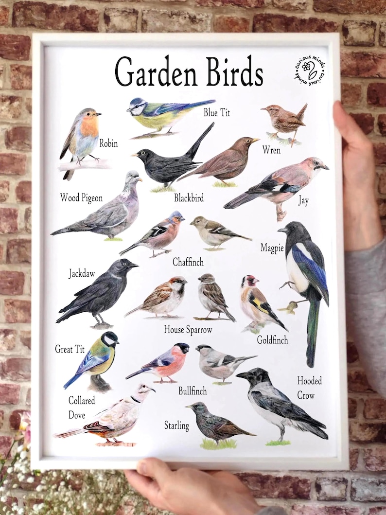 British Garden Birds Identification Chart: Nature Poster - Etsy