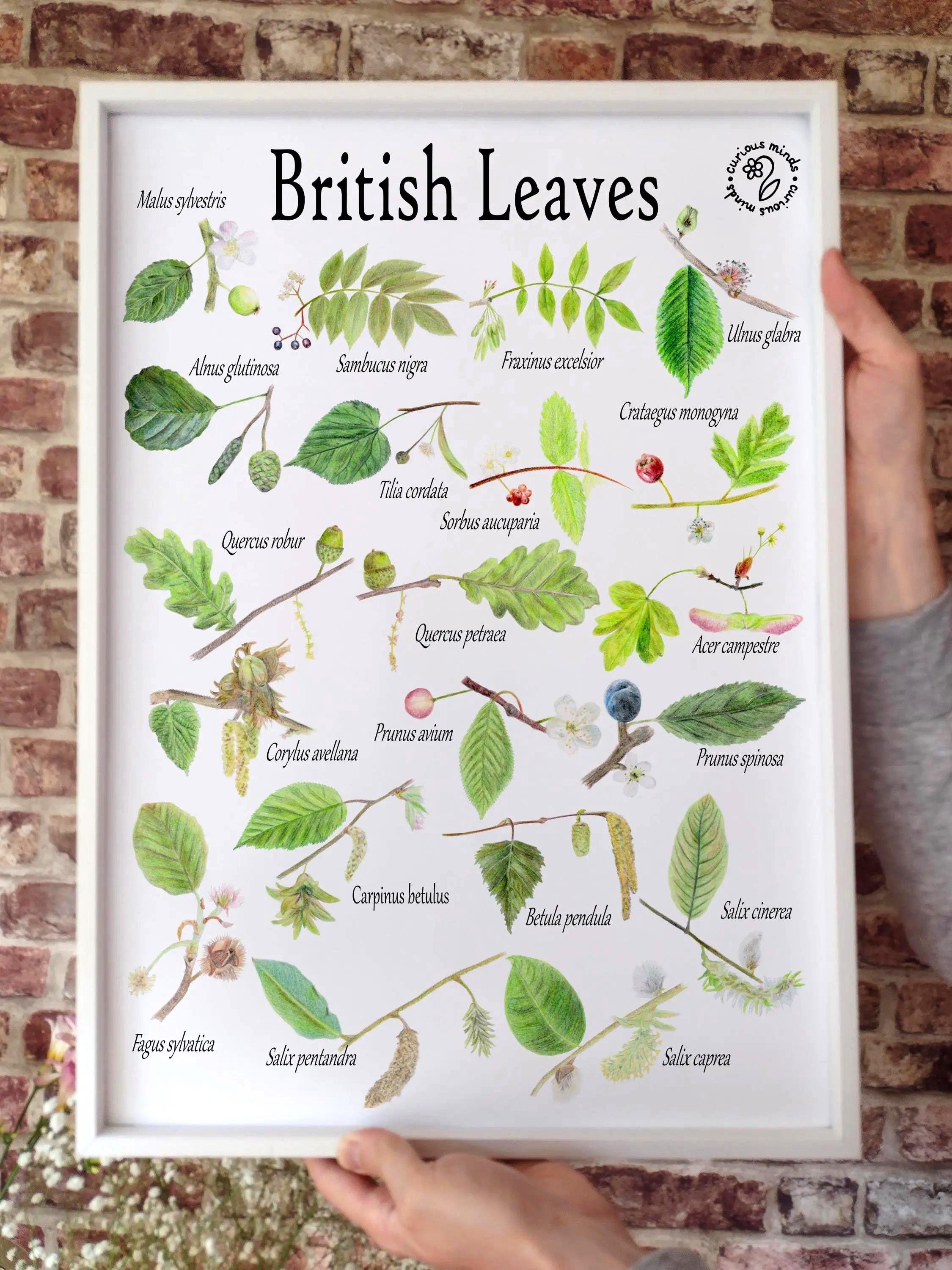 A2 Leaf Poster, Common Names, British Trees Identification Chart ...