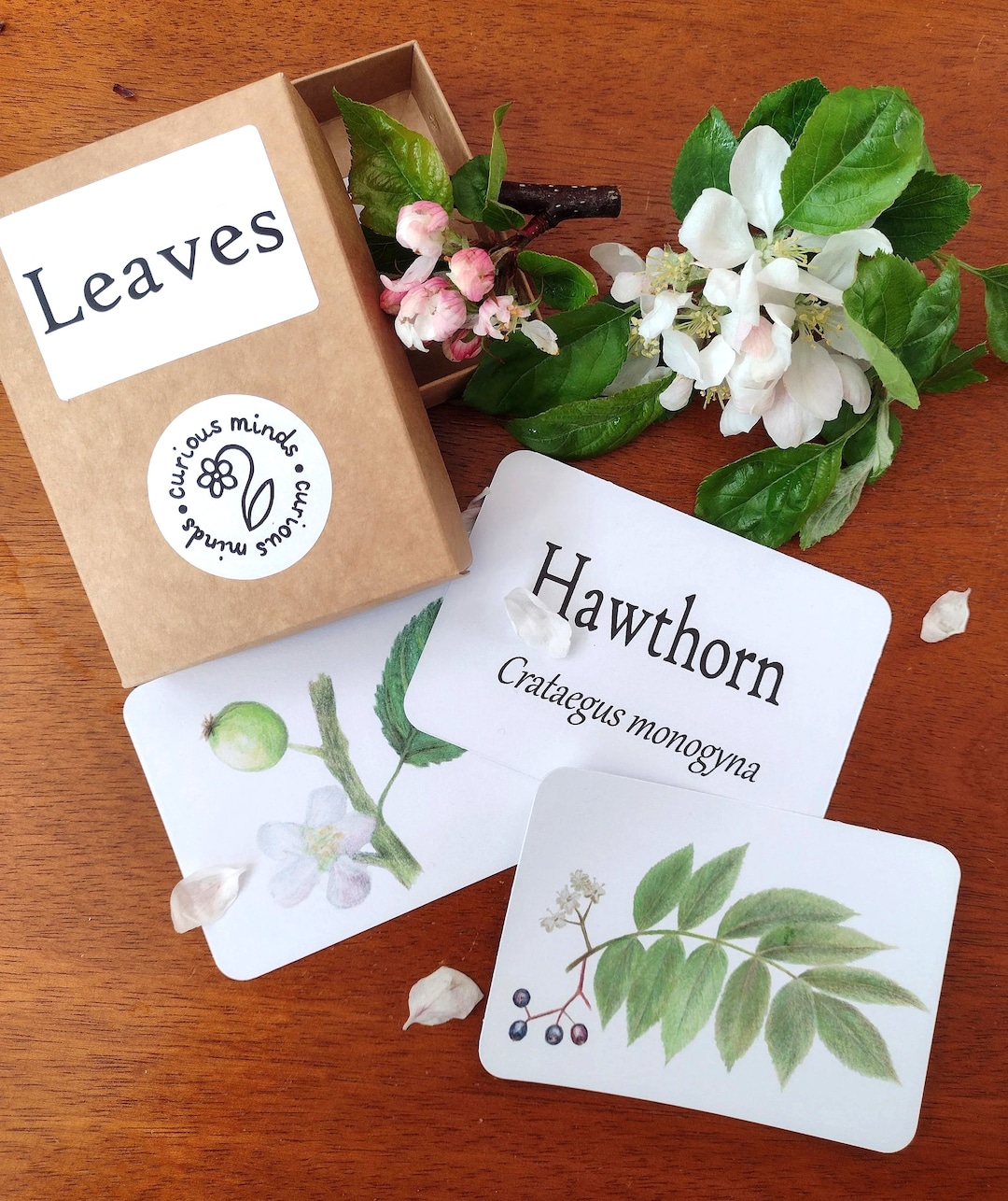 Leaf Flashcards, Leaf Picture Cards, Forest School Resources, Nature ...