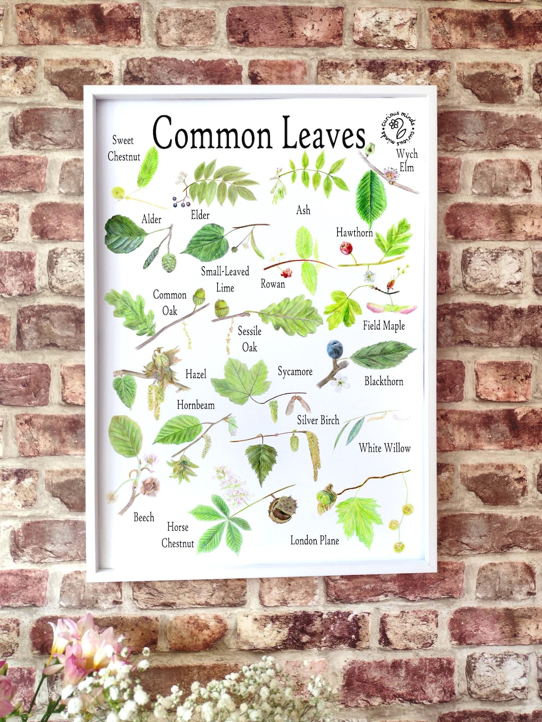 A2 Leaf Poster, British Trees Poster, British Tree Identification ...