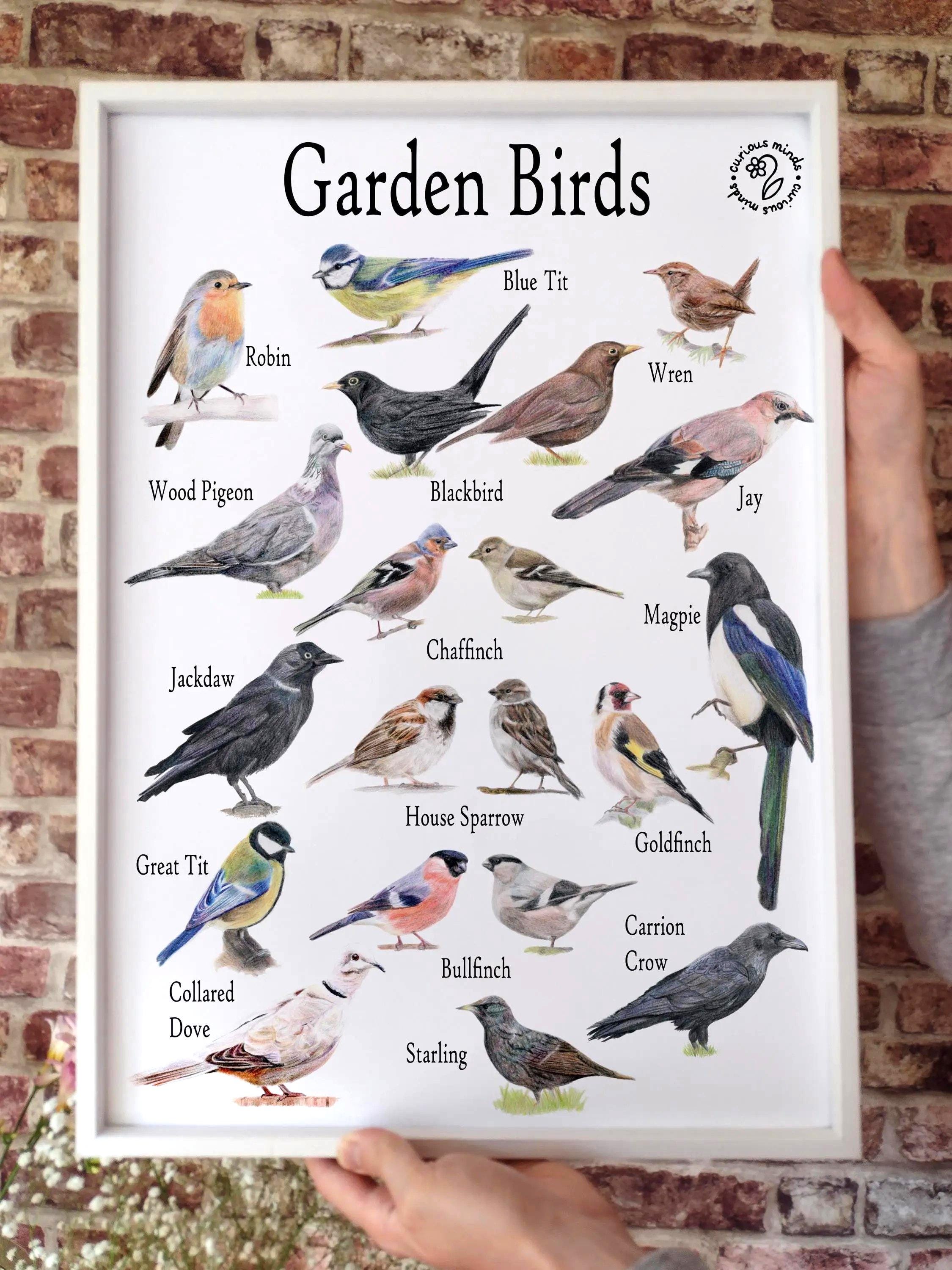Garden Birds A2 Poster, Common Names, British Garden Birds ...
