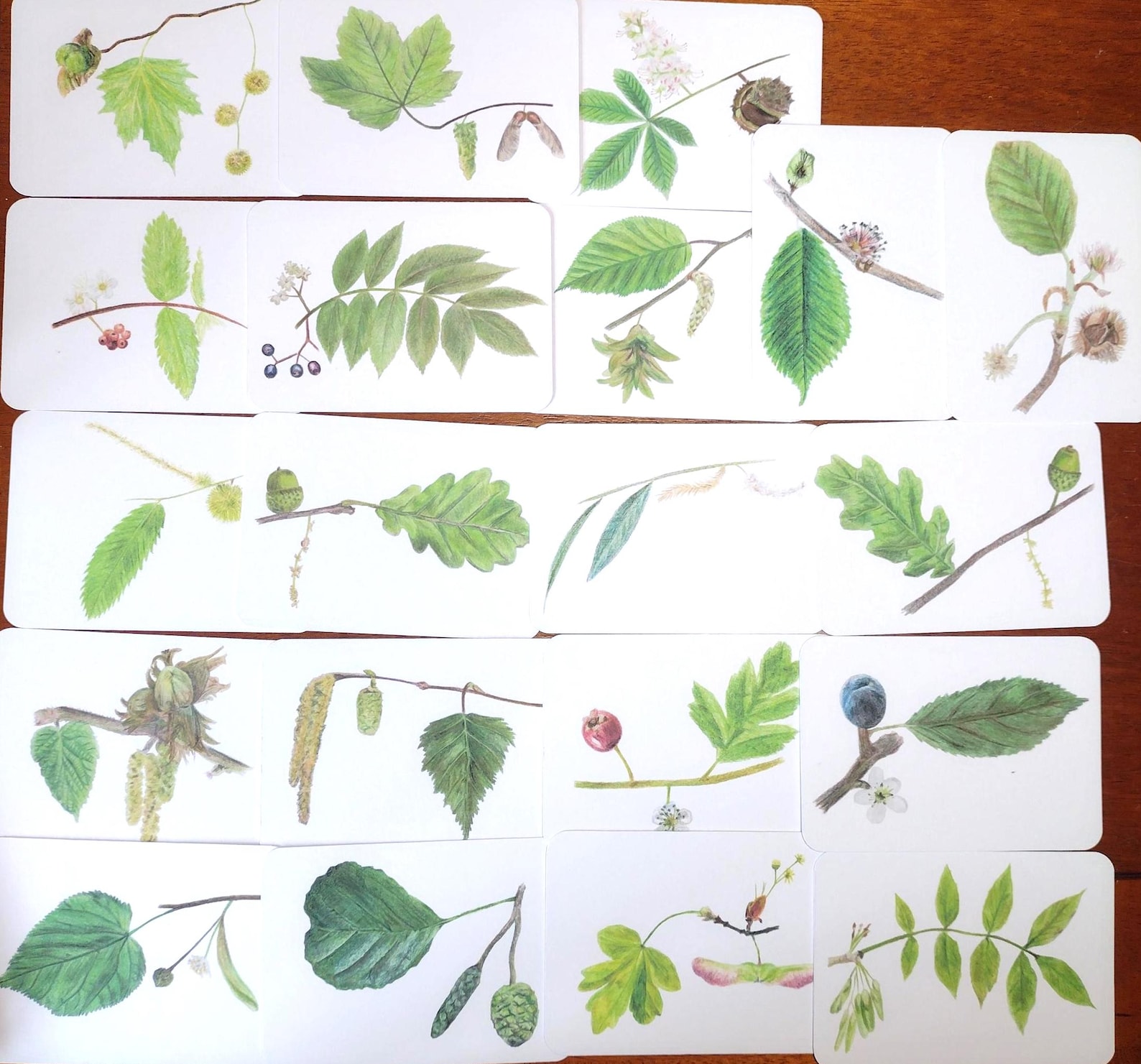 British Tree Identification Flashcards: Nature Education, Forest School ...