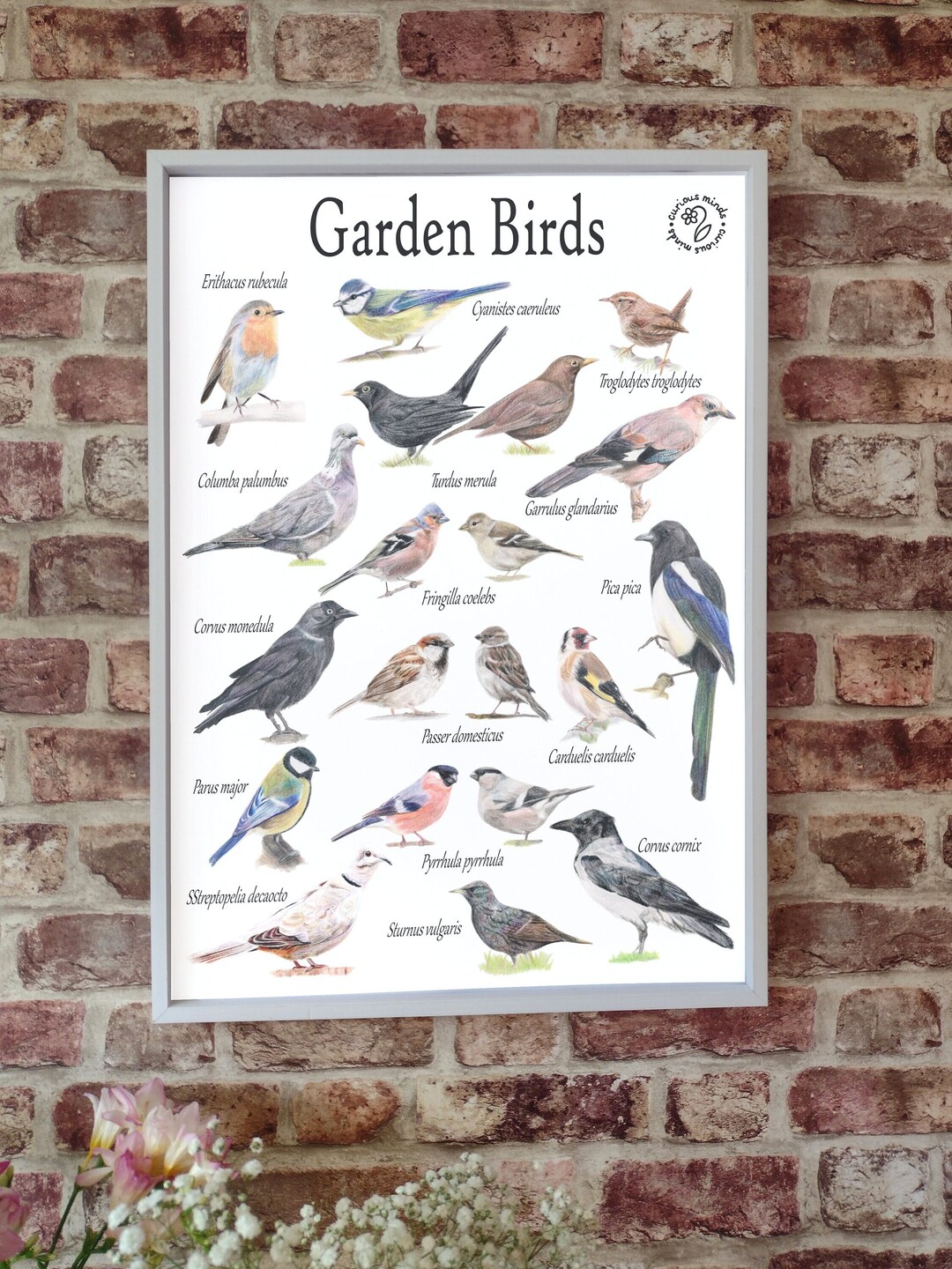 Irish and Scottish Garden Birds A2 Poster, Scientific Names, British ...