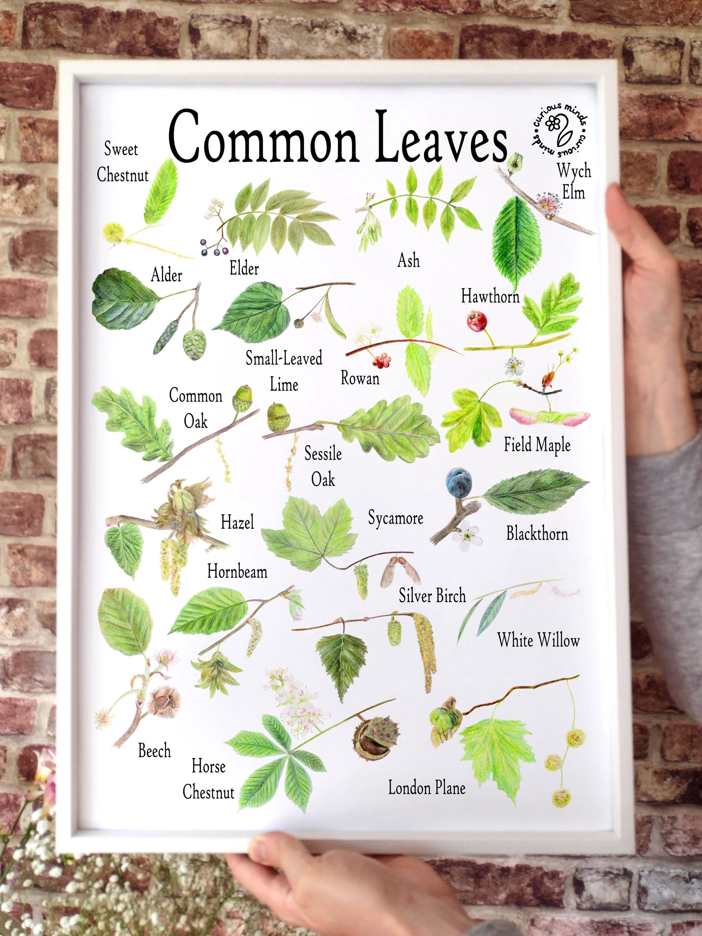 British Tree Leaf Identification Poster: Forest School Nature Resource ...