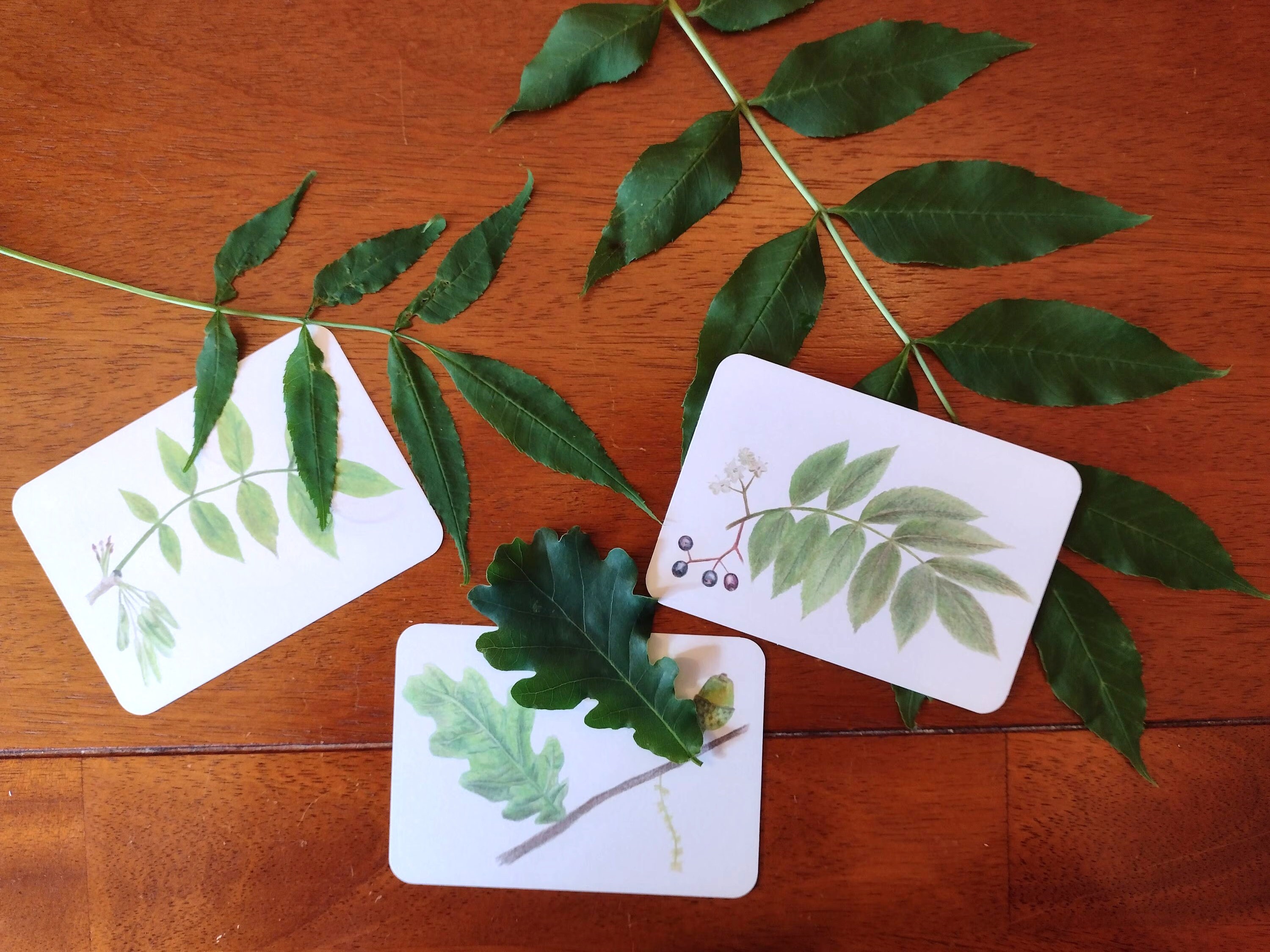 Irish Language Tree Flashcards: Leaf Identification, Forest School - Etsy