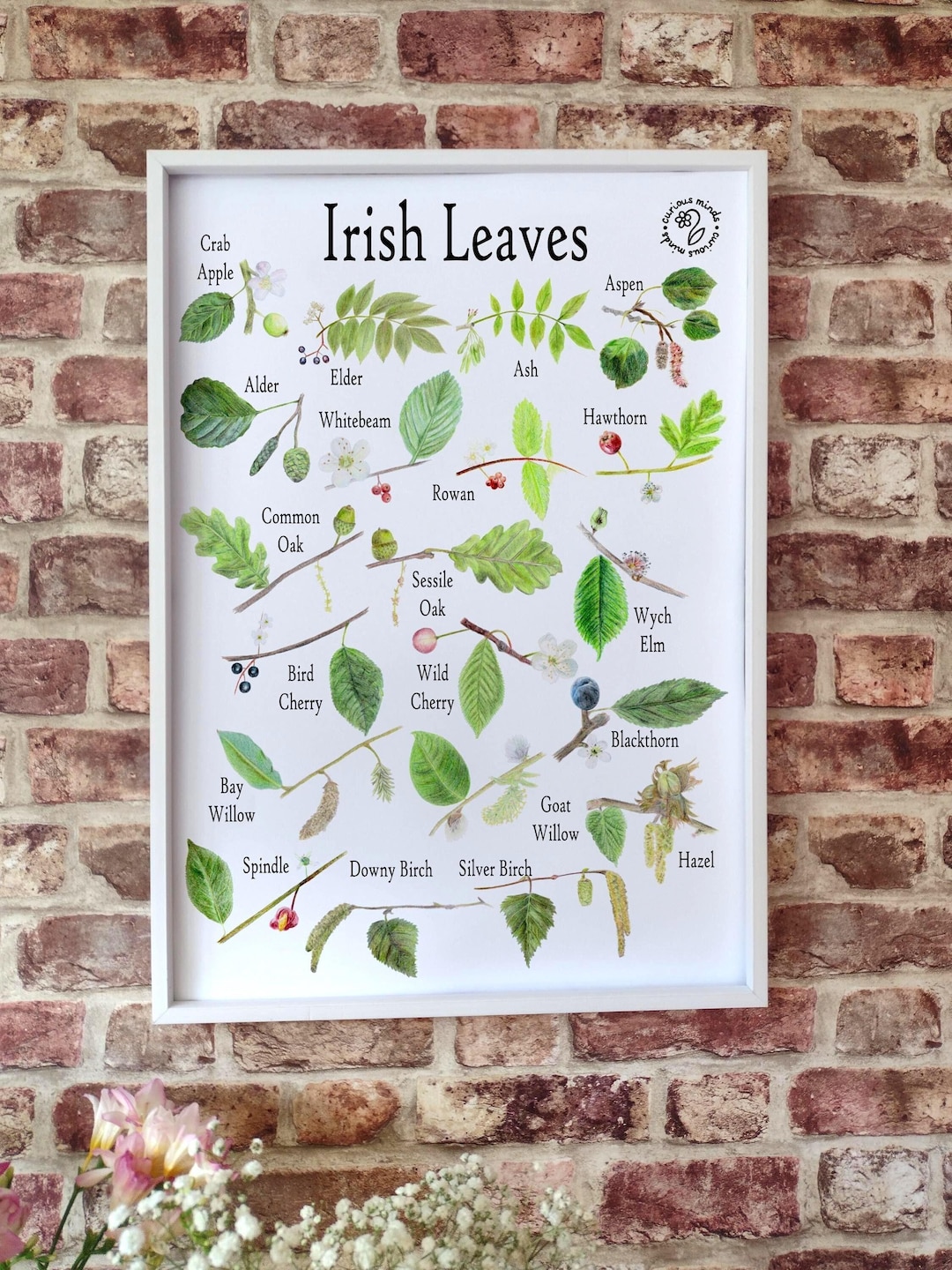 A2 Leaf Poster, Common Names, Irish Trees Identification Chart ...