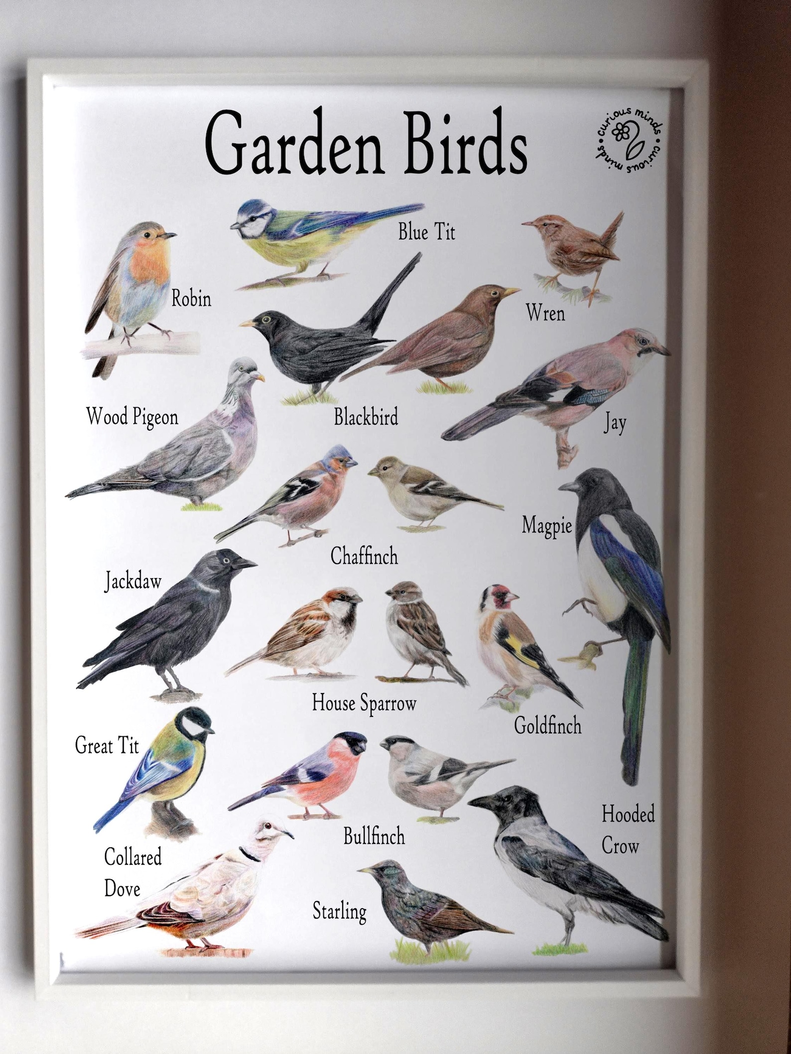 Irish and Scottish Garden Birds A3 Poster, Common Names, British Garden ...