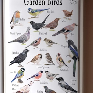 Irish and Scottish Garden Birds A3 Poster, Common Names, British Garden ...