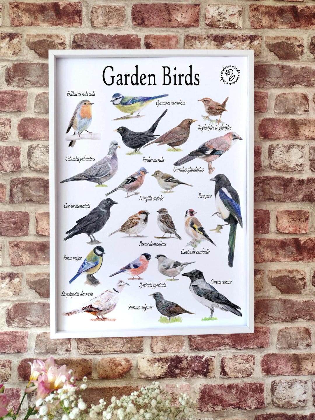 Garden Birds A2 Poster, Scientific Names, British Garden Birds ...