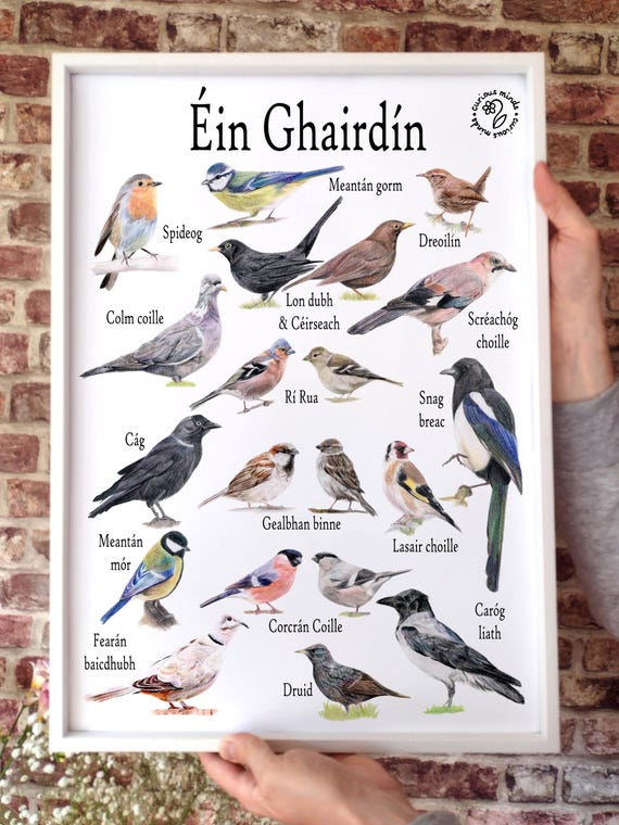 British Birds Identification Poster RSPB Birds Of The British Isles: