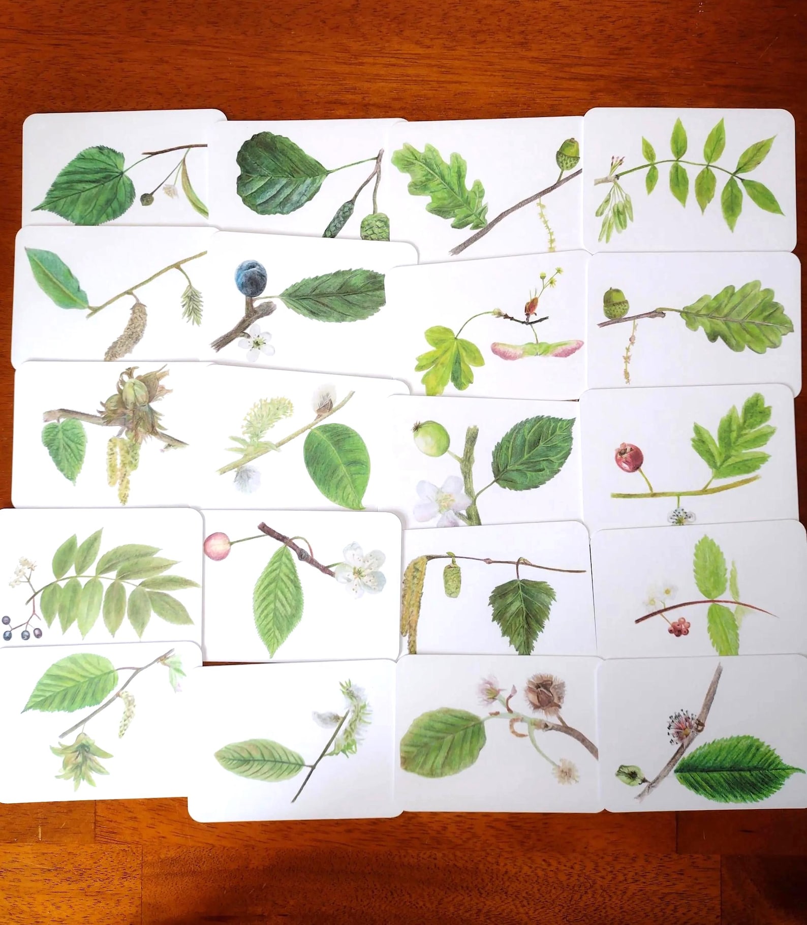 British Tree Identification Flashcards: Nature Education, Forest School ...